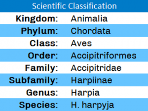 Harpy Rangers – EarthMatters.org